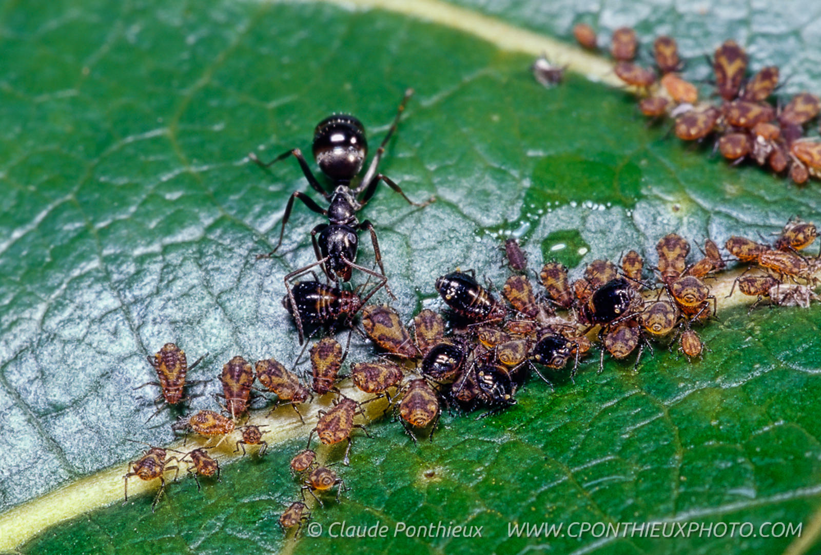 Claude Ponthieux Photographe | Fourmis et Pucerons
