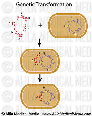 Alila Medical Media | Cell, Molecular Biology & Genetics Images