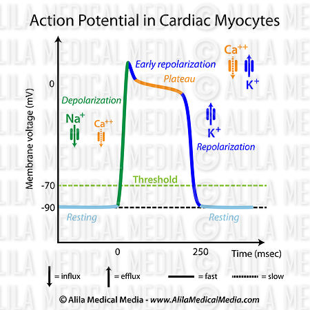 Alila Medical Media | Action potential in cardiac contractile cells | Medical illustration