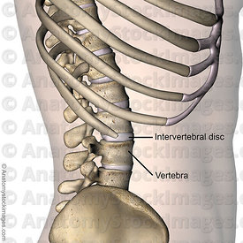 Anatomy Stock Images | Spine
