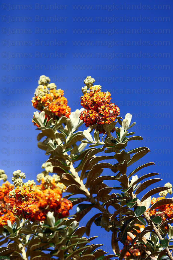 Magical Andes Photography | Flower heads of Buddleja coriacea or ...