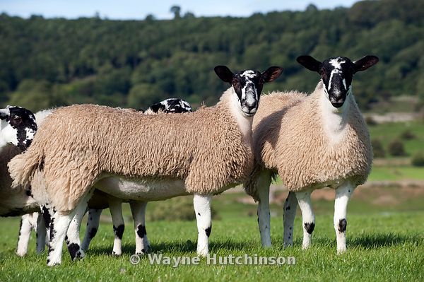 Wayne Hutchinson Photography | Mule gimmer lambs grazing in pasture ...