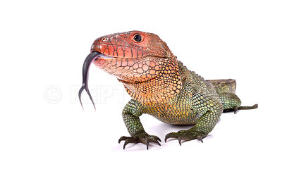 reptile photography