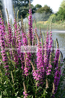 la photothèque | LES PLUS BEAUX JARDINS | Lythrum salicaria (salicaire ...