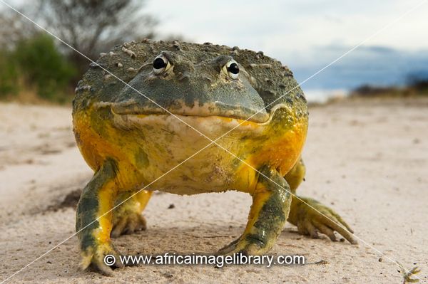 aggressive – Frog of the Week
