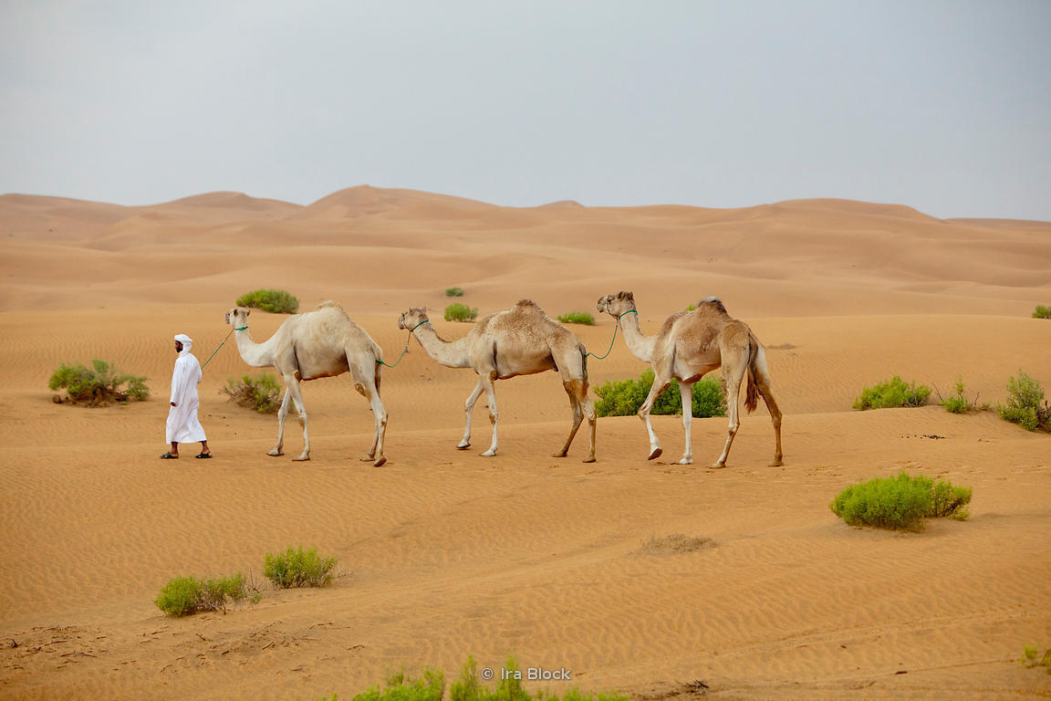 Ira Block Photography | Camel handler leading camels at Empty Quarter ...