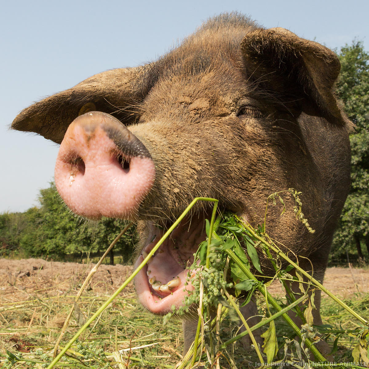 NATURE ANIMALE photo animaux et nature par le photographe animalier ...