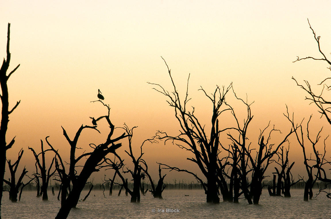 Ira Block Photography | Kow Swamp, Australia