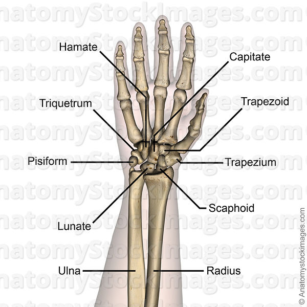Anatomy Stock Images | forearm-wrist-carpal-bones-hamate-triquetrum-pisiform-lunate-scaphoid ...