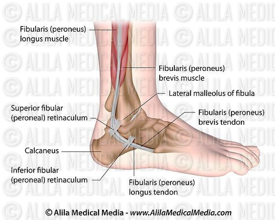 Alila Medical Media | Peroneal tendons anatomy | Medical illustration