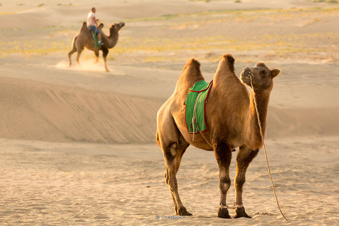 Ira Block Photography | A rider on a Bactrian camel in the South Gobi ...
