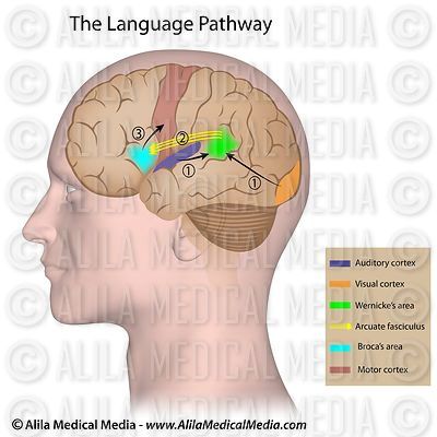 Alila Medical Media | Brain and Nervous System Images