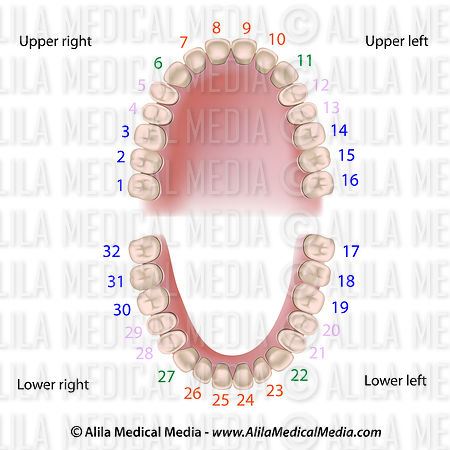 Alila Medical Media | Universal numbering system for dental notation ...
