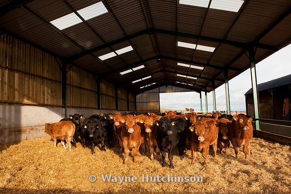 Wayne Hutchinson Photography | beef steers in modern livestock shed
