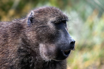 Brett Cole Photography | South Africa Photo Gallery
