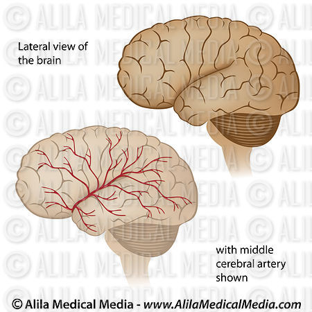 Lateral Aspect Of The Brain