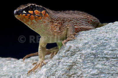 reptile photography