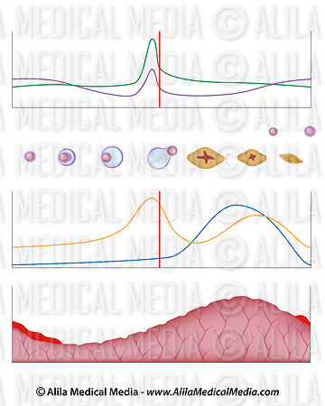 Alila Medical Media | Female sexual cycle, unlabeled | Medical illustration