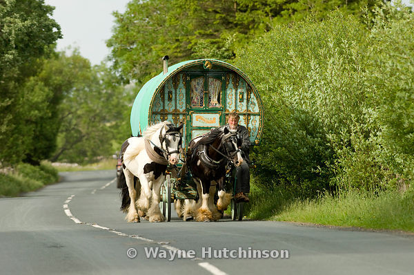Wayne Hutchinson Photography | Horse drawn caravan on the road heading ...