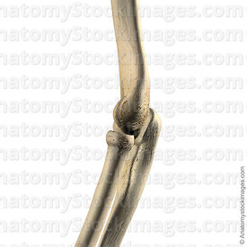 Anatomy Stock Images | Elbow