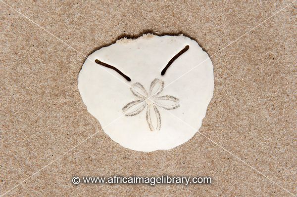 Photos and pictures of: Pansy shell, Bazaruto island, Mozambique | The ...