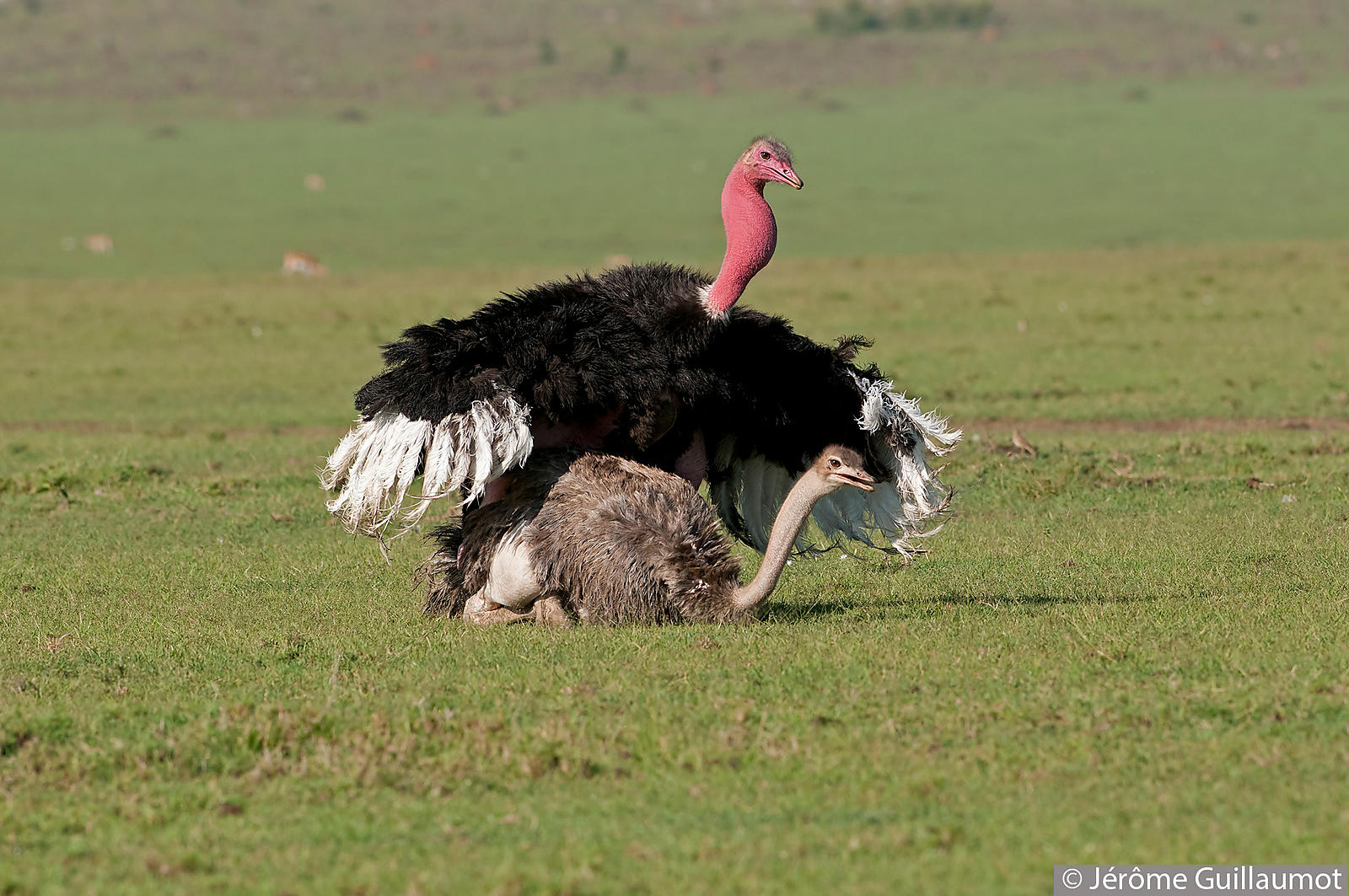 Jérôme Guillaumot Wildlife Photographer #6 Ostrich mating