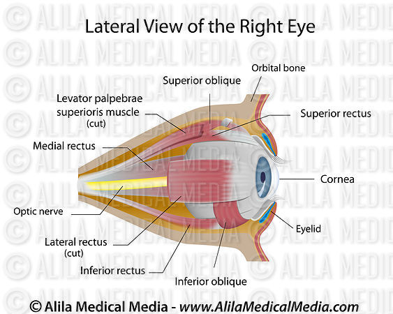 Alila Medical Media | Anatomy of the eye orbit, labeled. | Medical ...