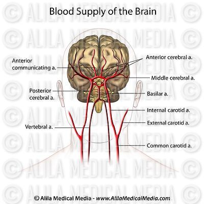 Alila Medical Media | Heart and Circulatory System Images