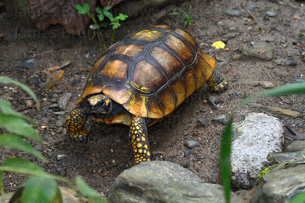 Magical Andes Photography | Brazilian giant tortoise or yellow footed ...