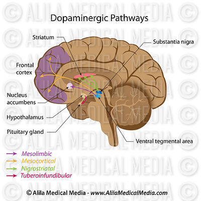 Alila Medical Media | Dopaminergic/serotonin synapse unlabeled ...