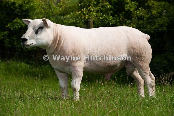 Wayne Hutchinson Photography | Newly clipped pedigree Texel ram in pasture.