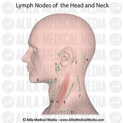 Alila Medical Media | Lymphatic System Images
