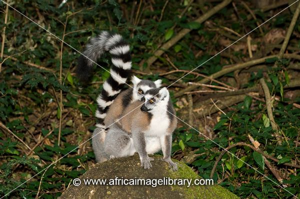 Photos and pictures of: Ring tailed lemurs mating, Lemur catta, Anjà ...