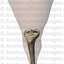 Anatomy Stock Images | Knee