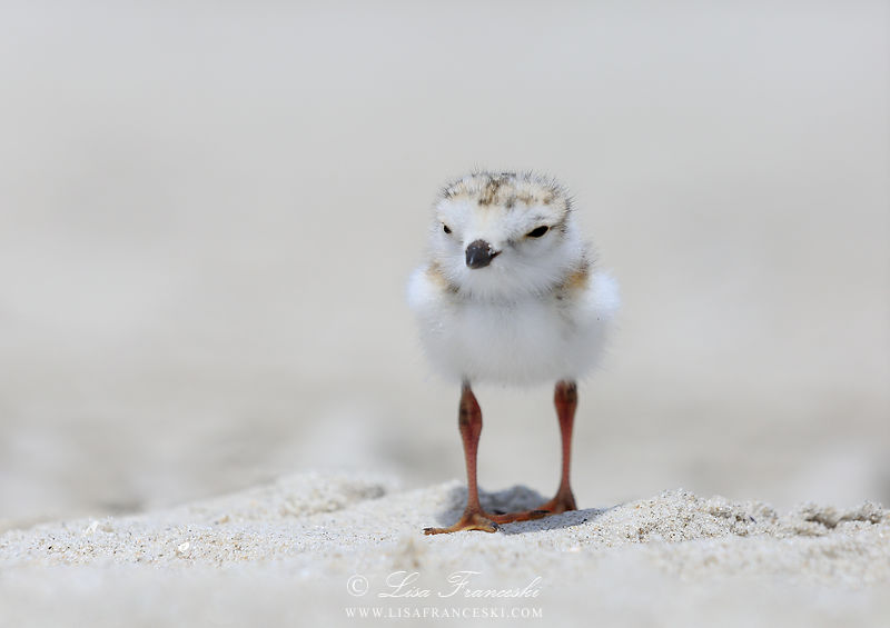 Lisa Franceski Wildlife Photography | Baby Piping Plover