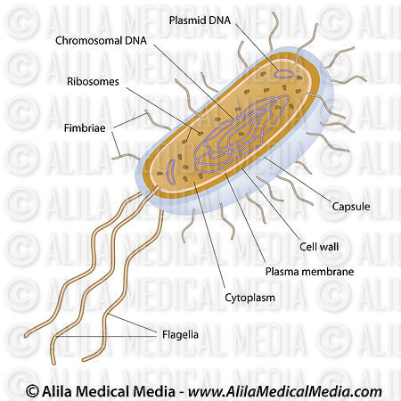 Alila Medical Media | Bacteria structure | Medical illustration