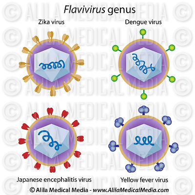 Alila Medical Media | Microbiology Images