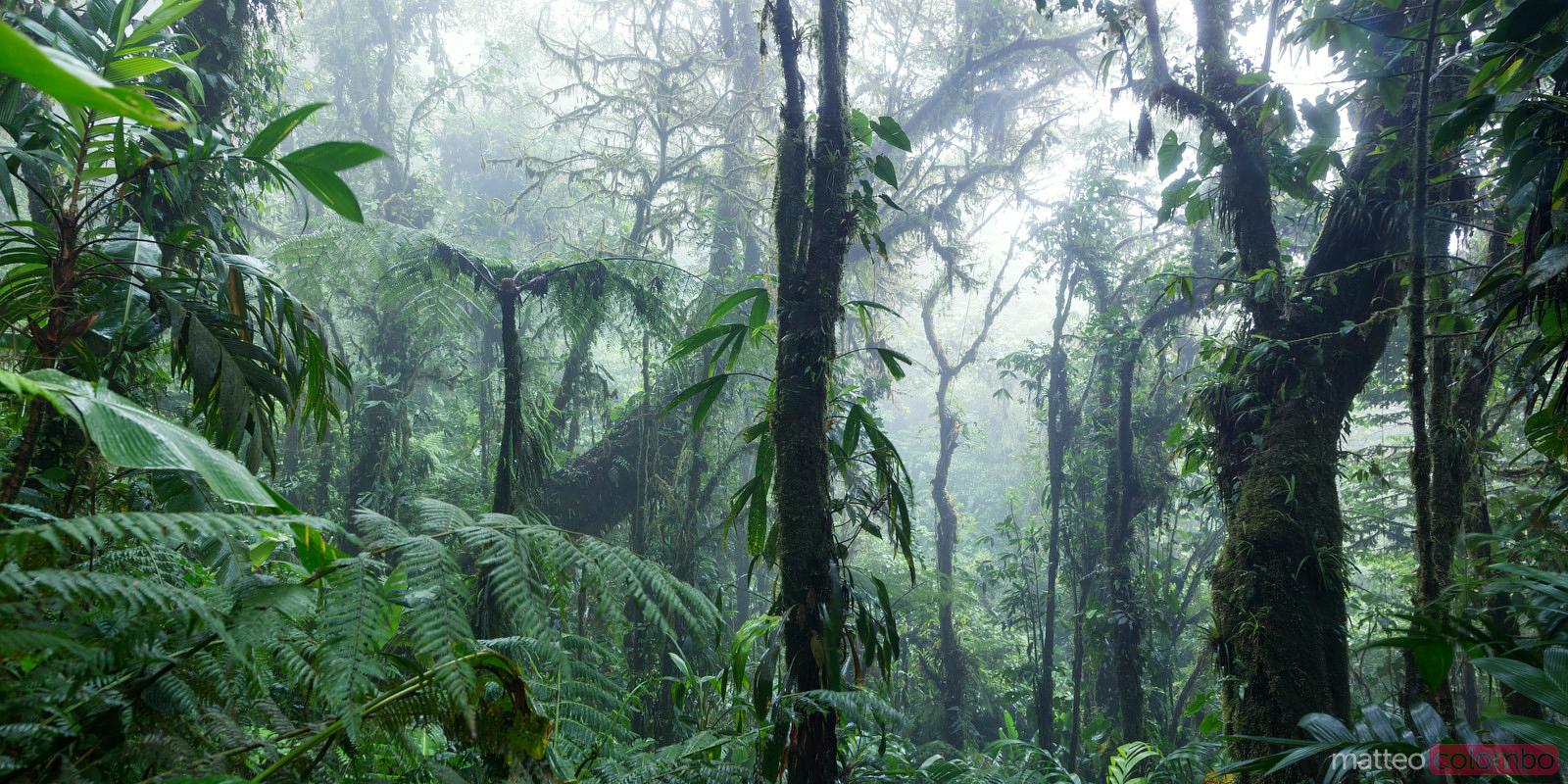 Matteo Colombo Travel Photography | Tropical forest panoramic ...