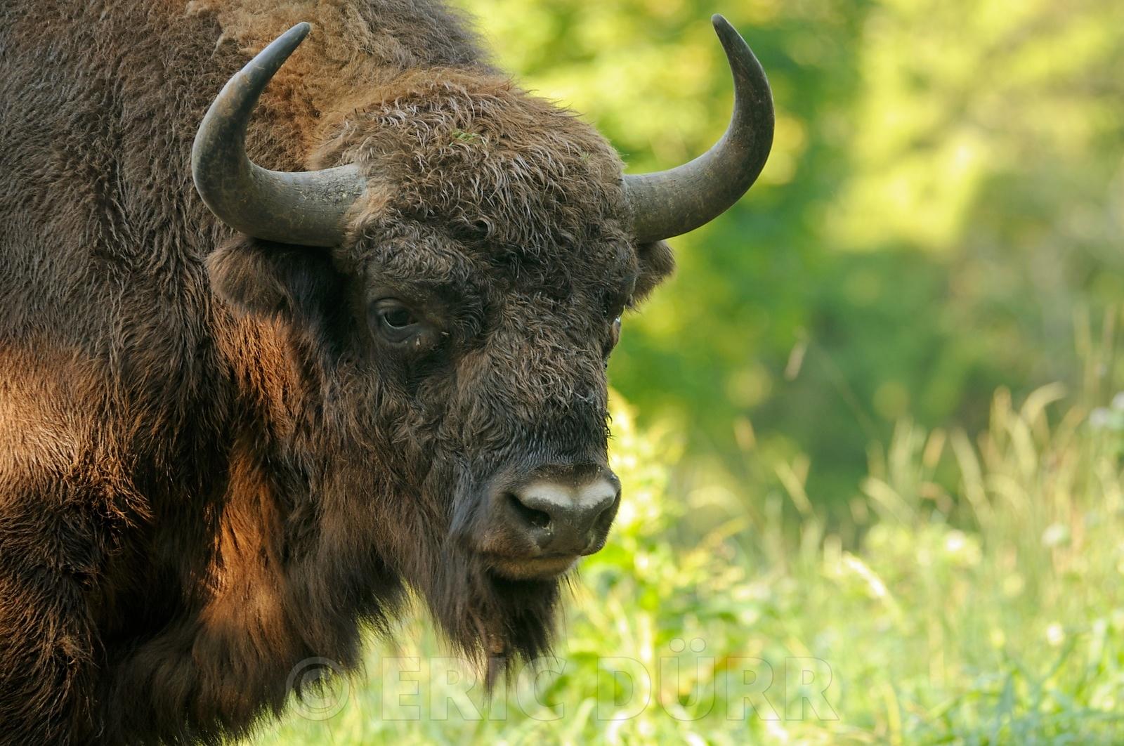 Eric DÜRR photographie Portrait d'un bison d'Europe (C)