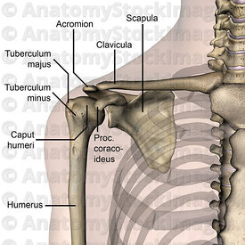 Anatomy Stock Images | Shoulder