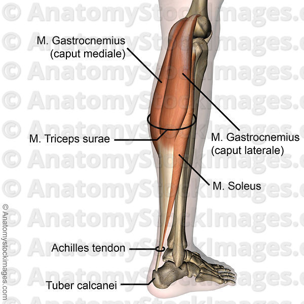Anatomy Stock Images | lowerleg-musculus-triceps-surae-achilles-tendon ...