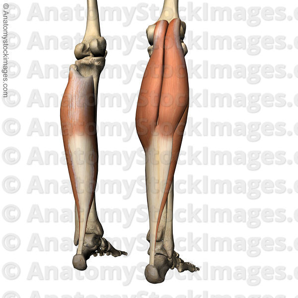 Anatomy Stock Images | lowerleg-musculus-triceps-surae-calf-muscle ...