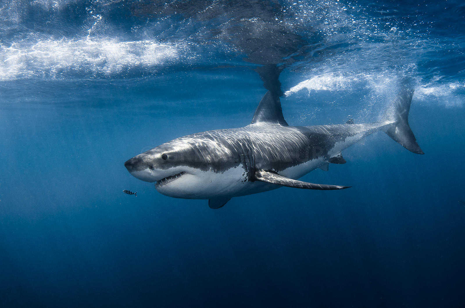 Greg Lecoeur Underwater and Wildlife Photography | Carcharodon carcharias
