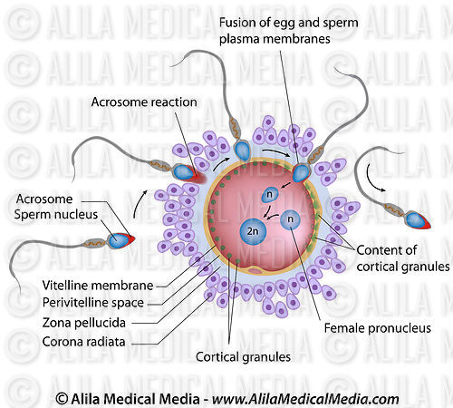 Alila Medical Media | Fertilization and slow block labeled. | Medical ...