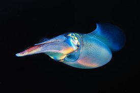 Photo sous marine et photos de plongée: Céphalopode