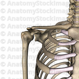 Anatomy Stock Images | Shoulder