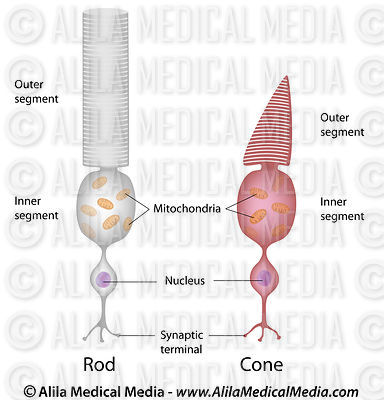 Alila Medical Media | Ophtalmologie & Optométrie