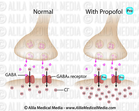 Alila Medical Media | Propofol on GABA synapse labeled | Medical ...