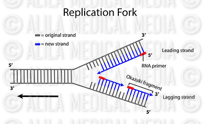 Alila Medical Media | Medical Genetics Images & Videos