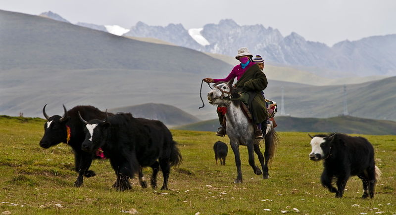 Michael Freeman Photography | Yak herding